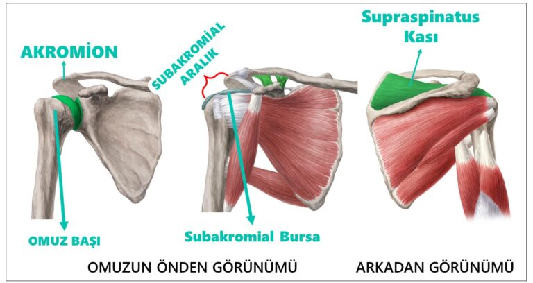 Rotator Cuff Yırtığı Ve Rotator Cuff Tamiri - Kadıköy Fizik Tedavi